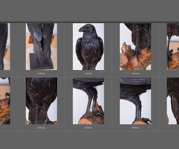 ArtStation - Animal anatomy photo references Corvus | Resources