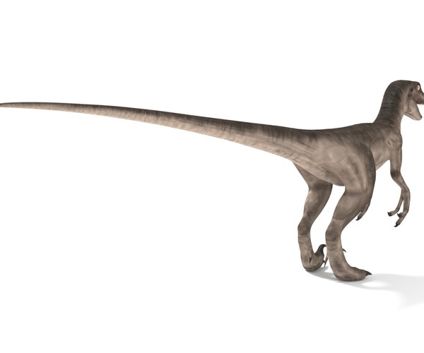 ArtStation - 3D Model: Velociraptor Rigged | Resources
