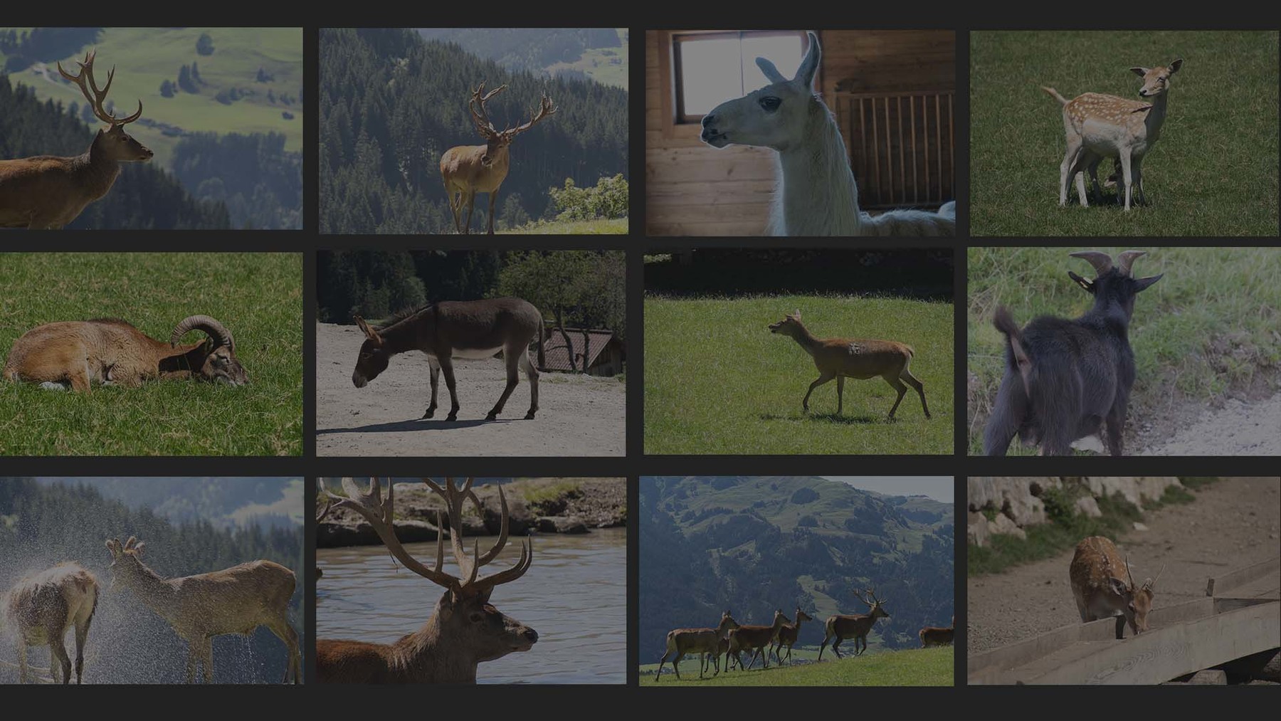 ArtStation - Wild Animal Reference Pack | Resources