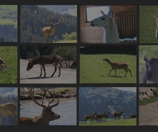 ArtStation - Wild Animal Reference Pack | Resources