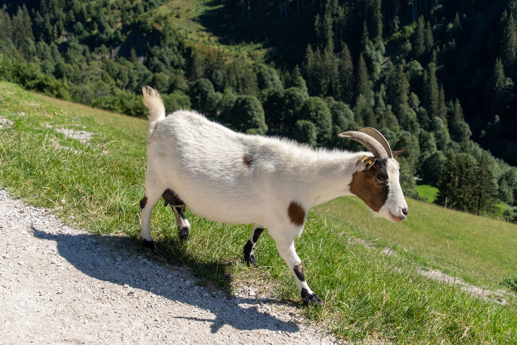 ArtStation - Wild Animal Reference Pack | Resources