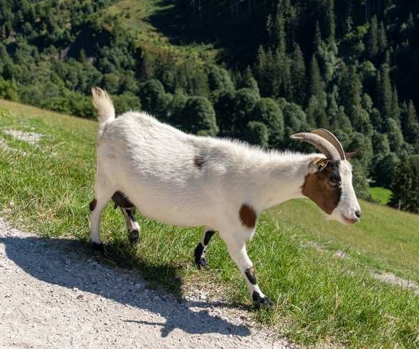 ArtStation - Wild Animal Reference Pack | Resources