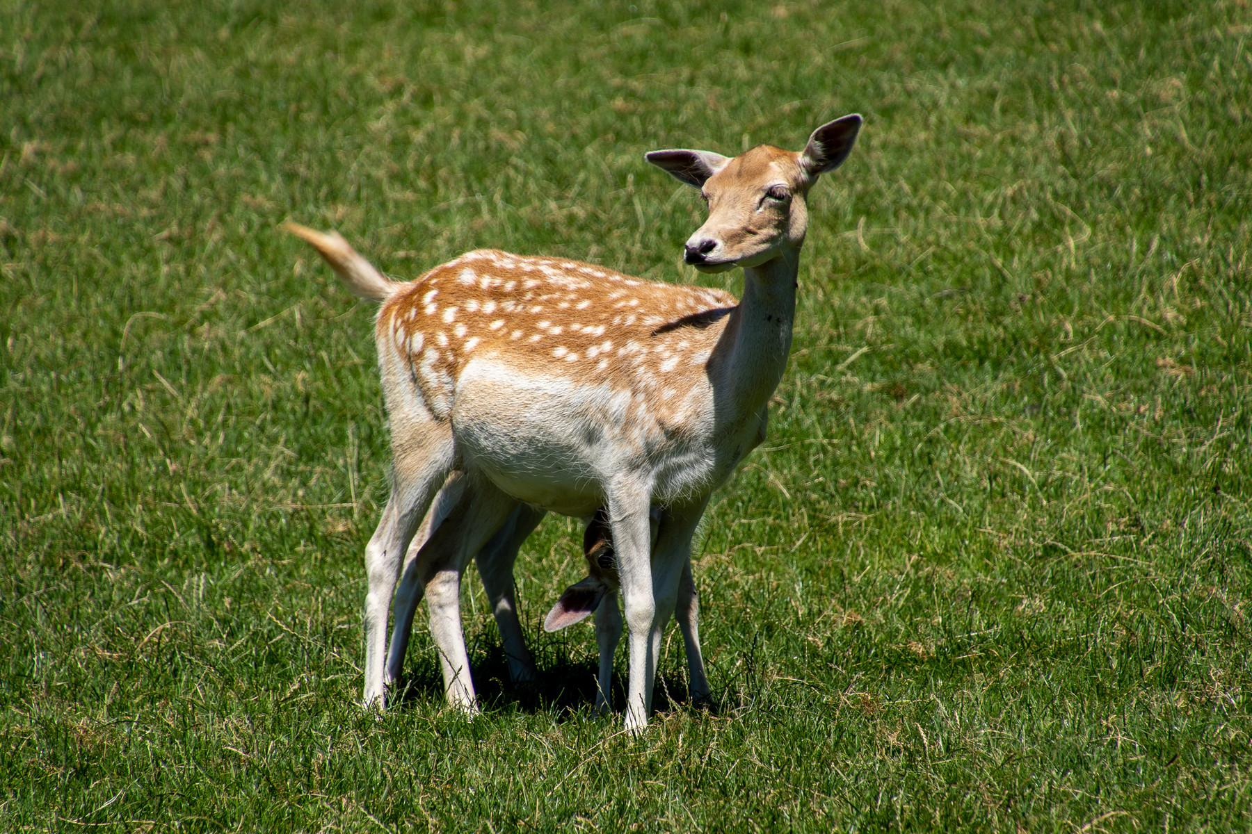 ArtStation - Wild Animal Reference Pack | Resources