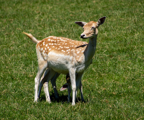 ArtStation - Wild Animal Reference Pack | Resources