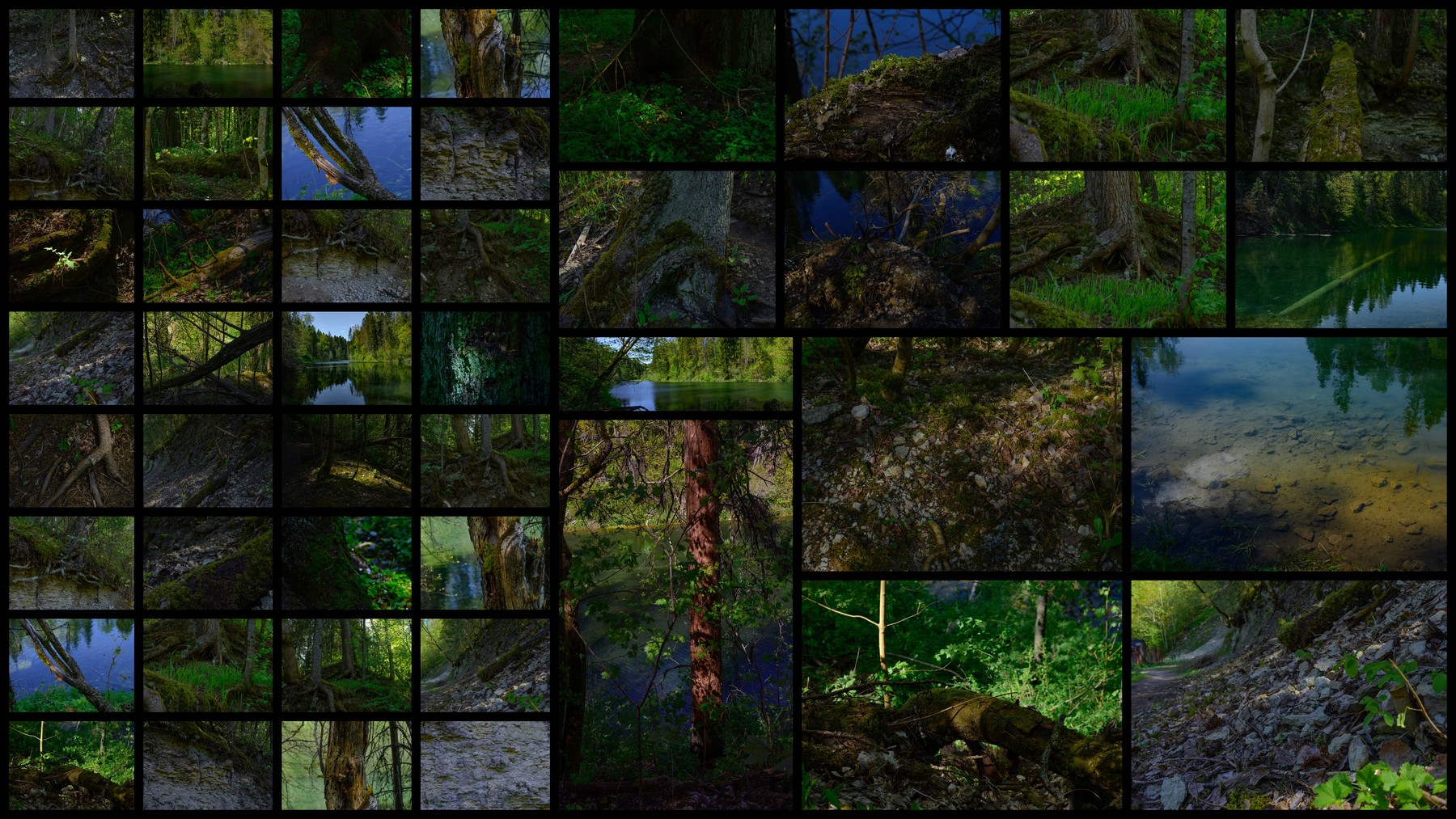 ArtStation - Forest, Mega Photo Pack | Resources