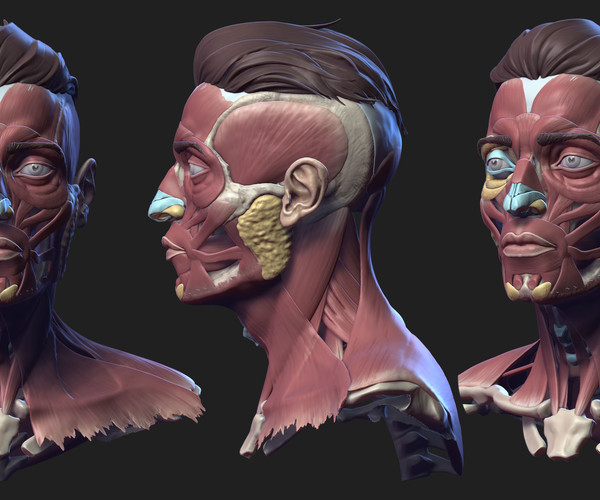 ArtStation - Ecorche. Facial anatomy | Resources