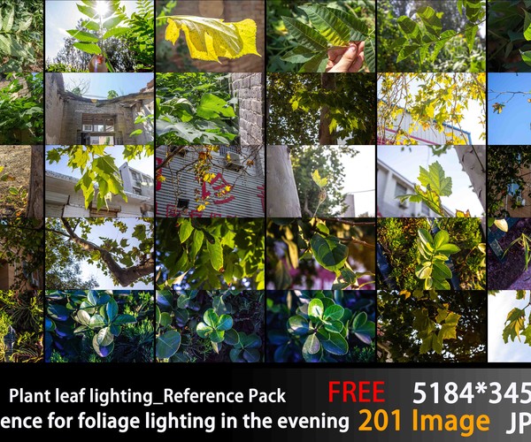 ArtStation - Plant leaf lighting_Reference Pack【FREE】 | Resources