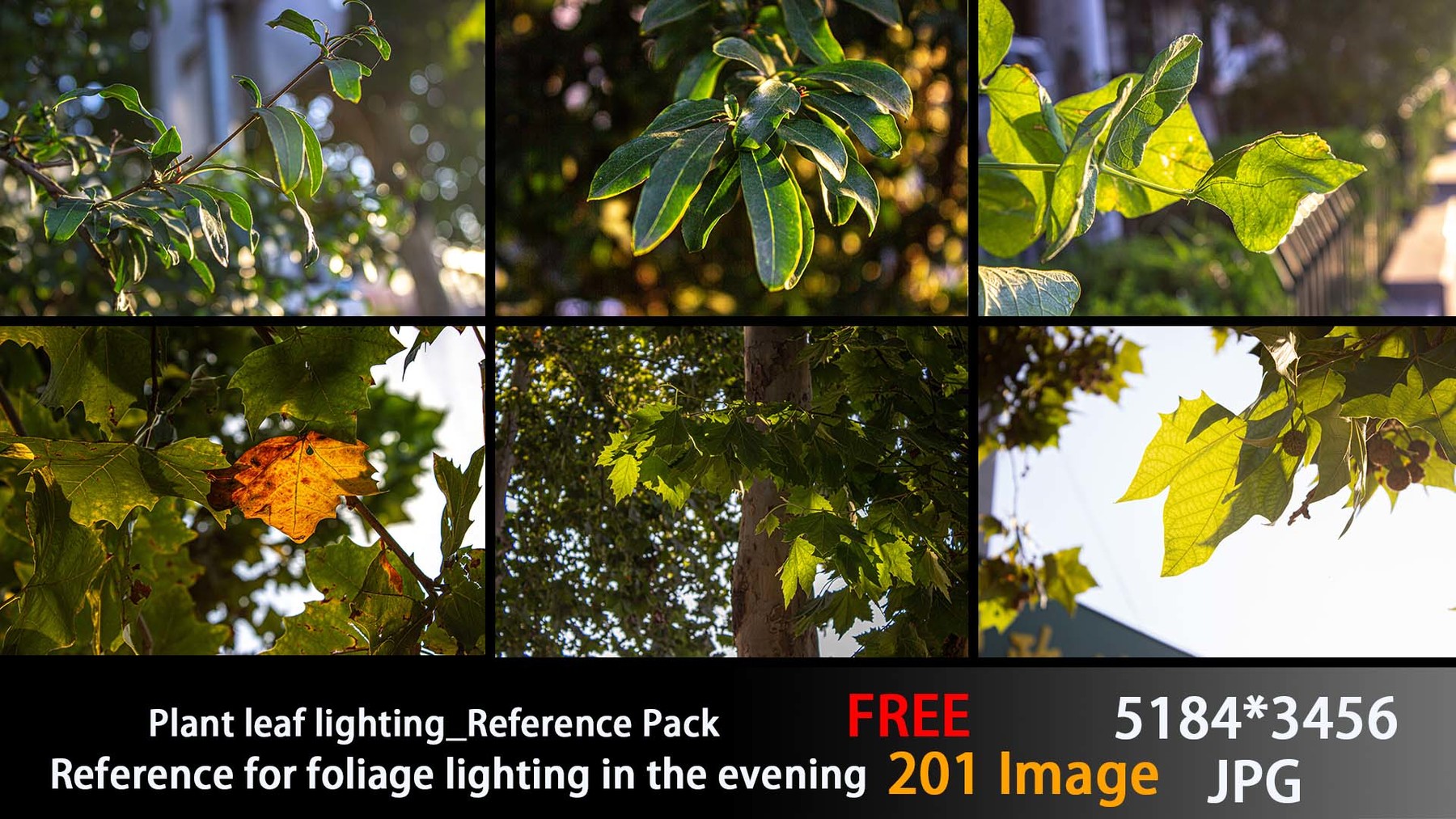 ArtStation - Plant leaf lighting_Reference Pack【FREE】 | Resources