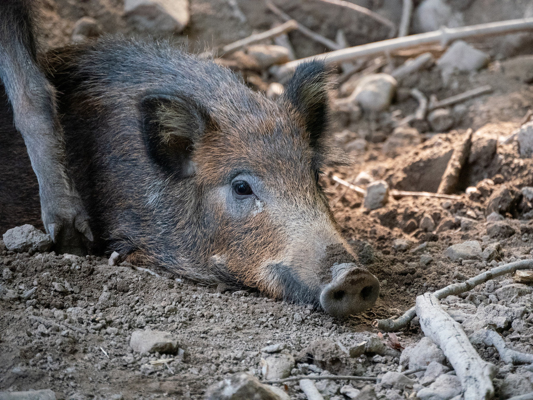 ArtStation - Wild Boar / Pig - Reference Pack | Resources