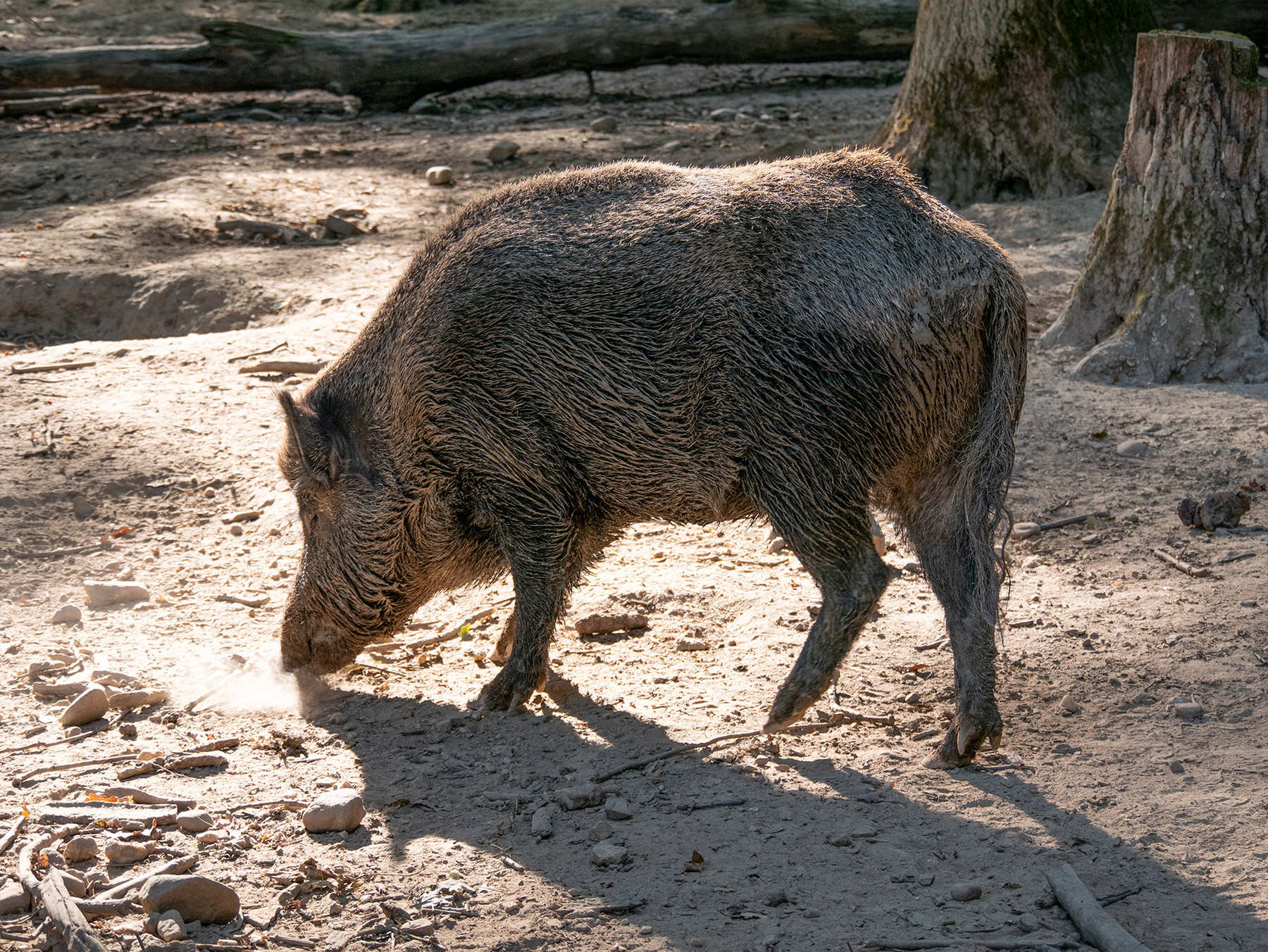 Simon Klinz - Wild Boar / Pig - Reference Pack