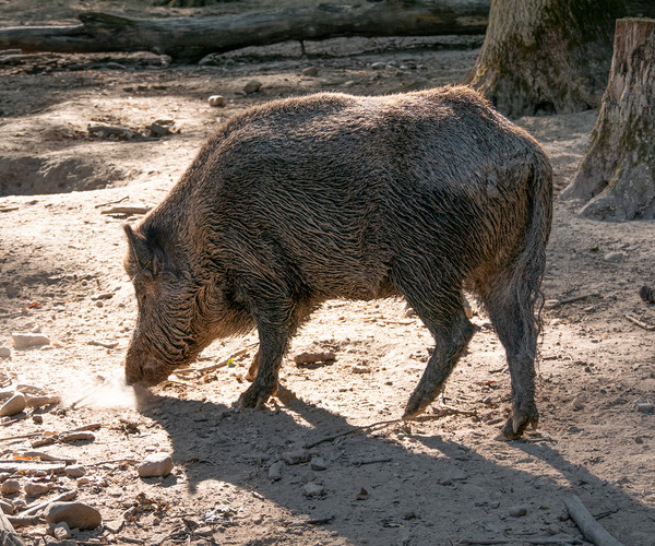 ArtStation - Wild Boar / Pig - Reference Pack | Resources