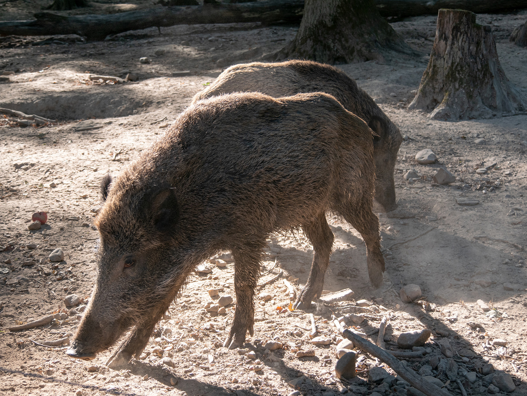 ArtStation - Wild Boar / Pig - Reference Pack | Resources