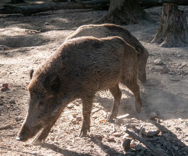 ArtStation - Wild Boar / Pig - Reference Pack | Resources