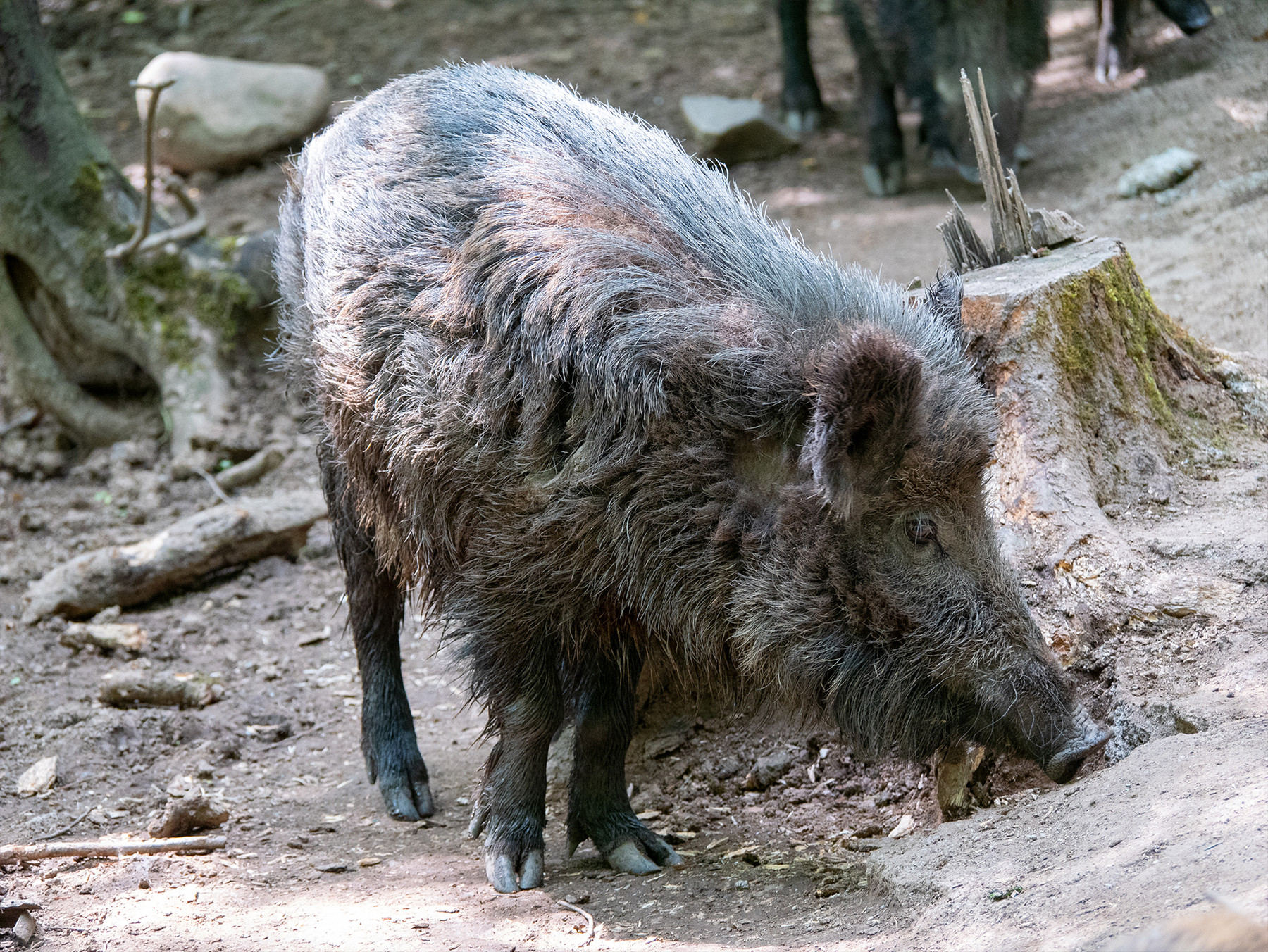 Simon Klinz - Wild Boar / Pig - Reference Pack