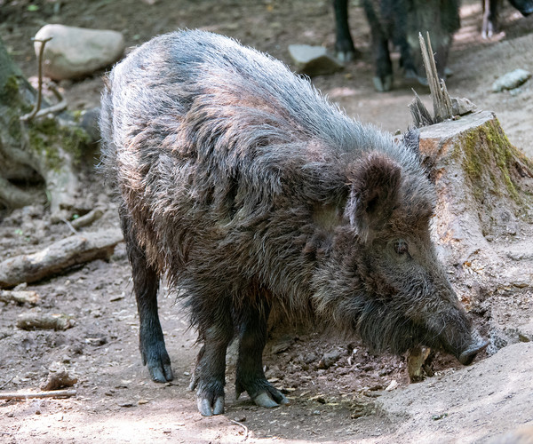 ArtStation - Wild Boar / Pig - Reference Pack | Resources