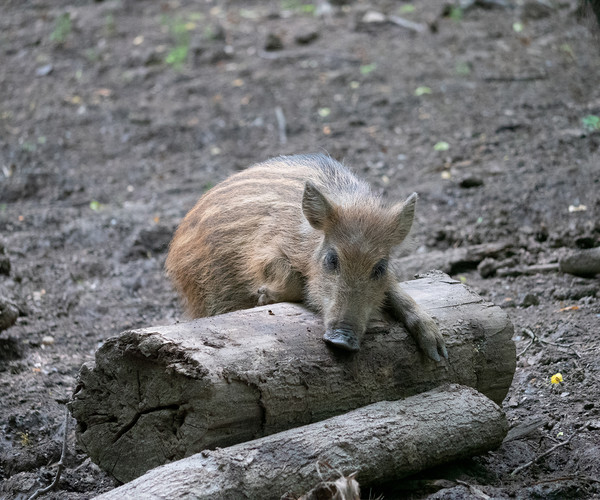 ArtStation - Wild Boar / Pig - Reference Pack | Resources