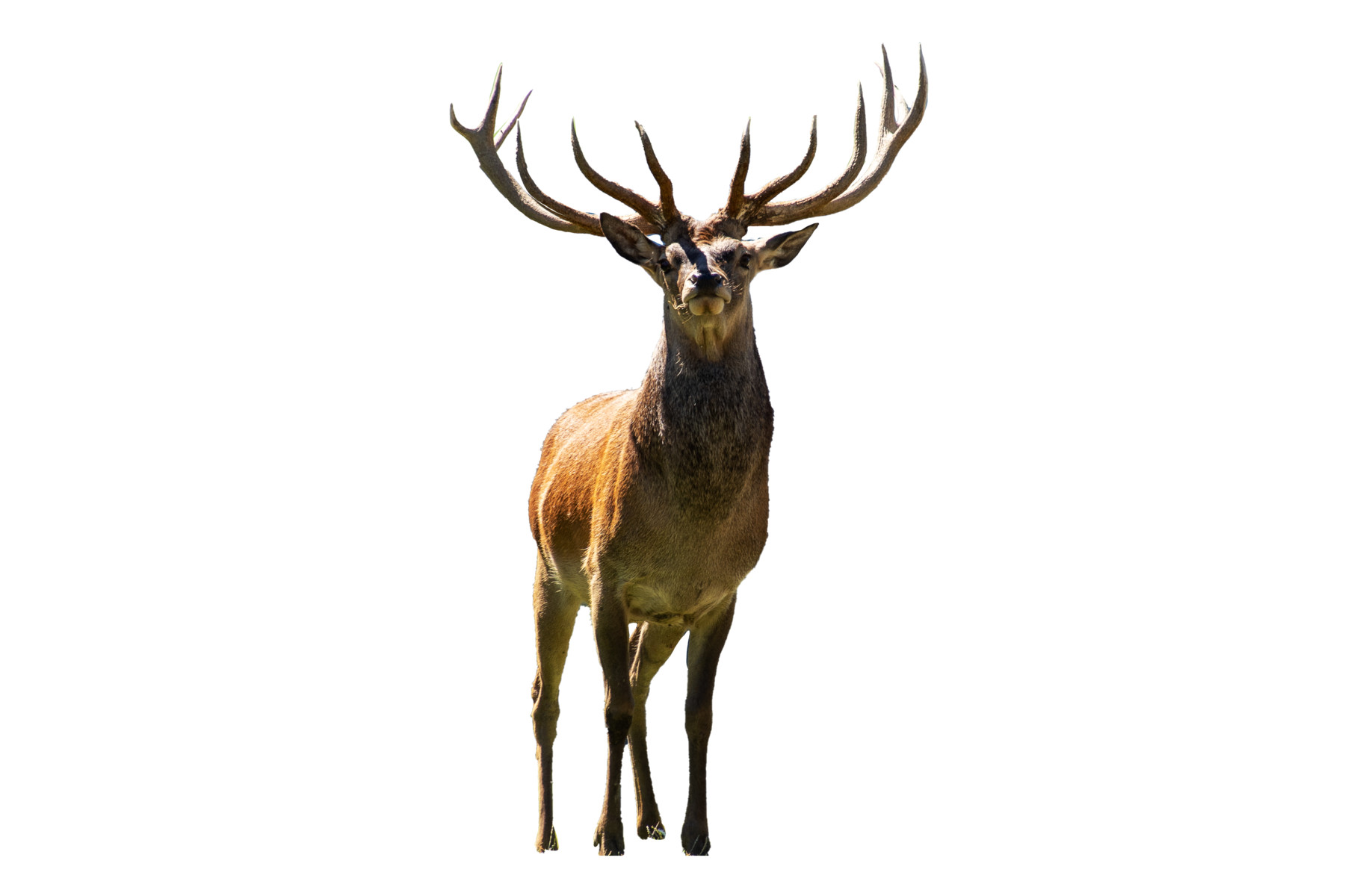 ArtStation - Wild Animals Cut-Outs + Breakdown Video | Resources