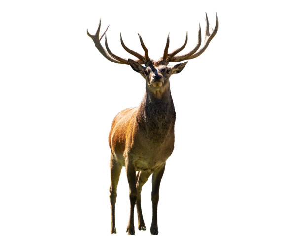 ArtStation - Wild Animals Cut-Outs + Breakdown Video | Resources