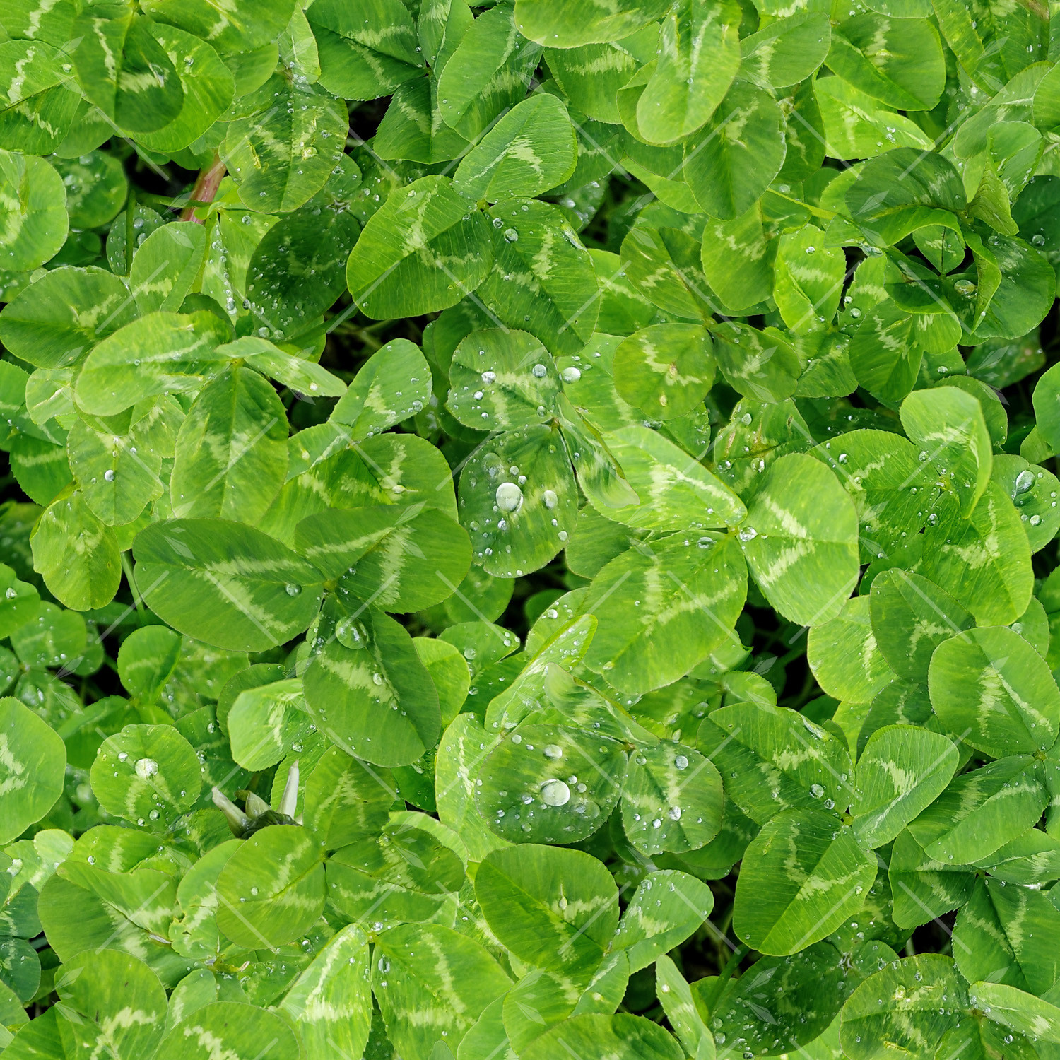 ArtStation - Clovers Seamless Texture | Artworks