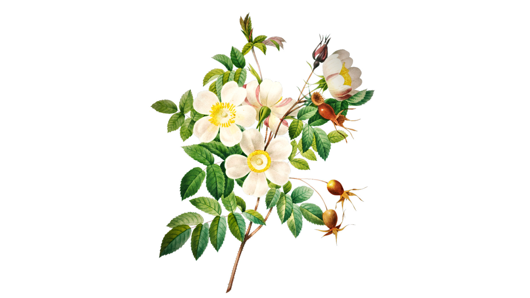 ArtStation - White Rose Shrub Illustration PNG File | Artworks