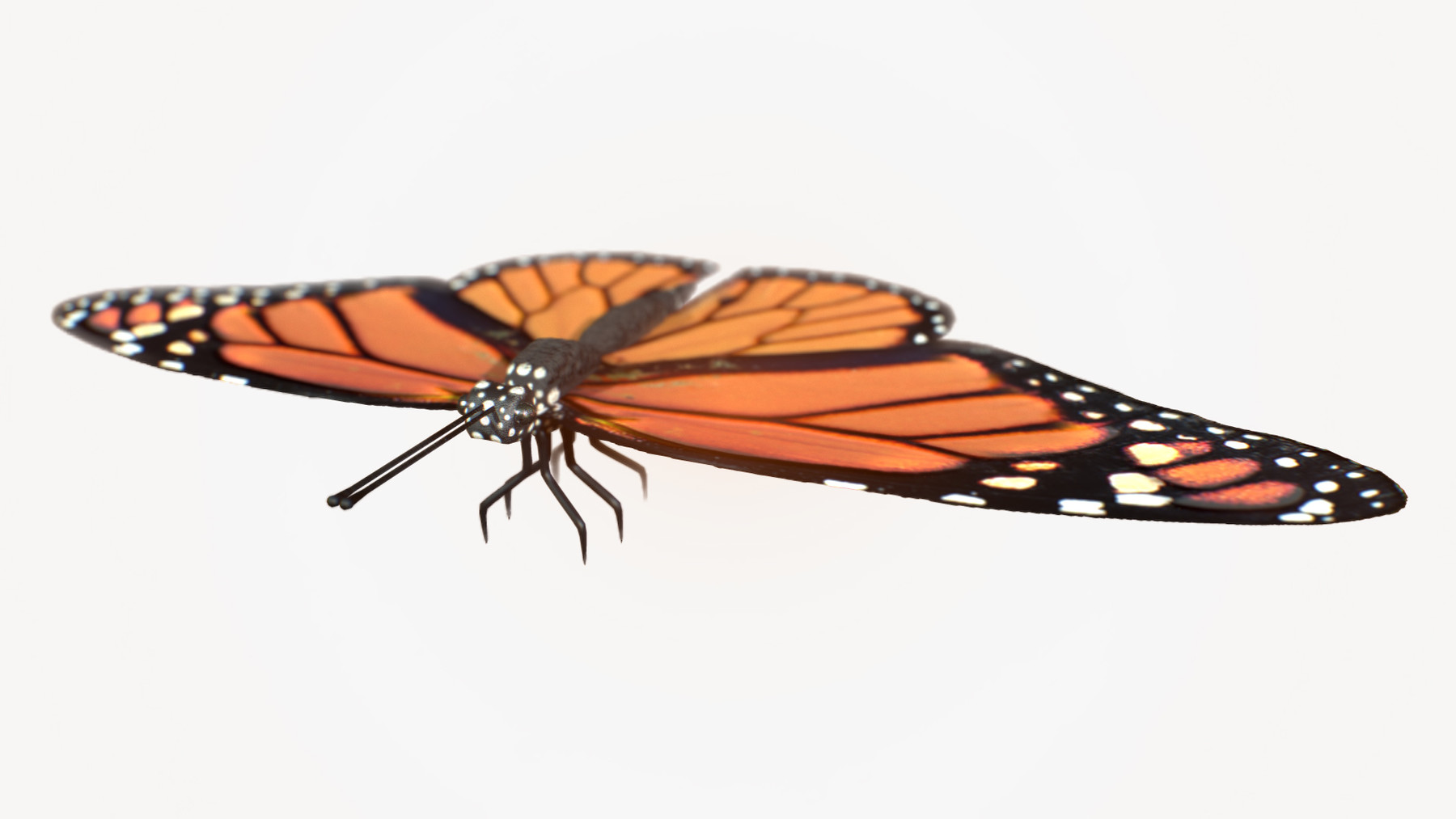 ArtStation - Free Low-Poly Butterfly | Fully Rigged | Blender 2.83 ...
