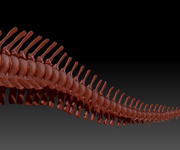 ArtStation - Dinosaur Giganotosaurus Tail Set Skeletons | Game Assets