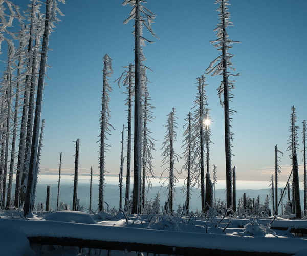 ArtStation - Destroyed Winter Forest | Resources