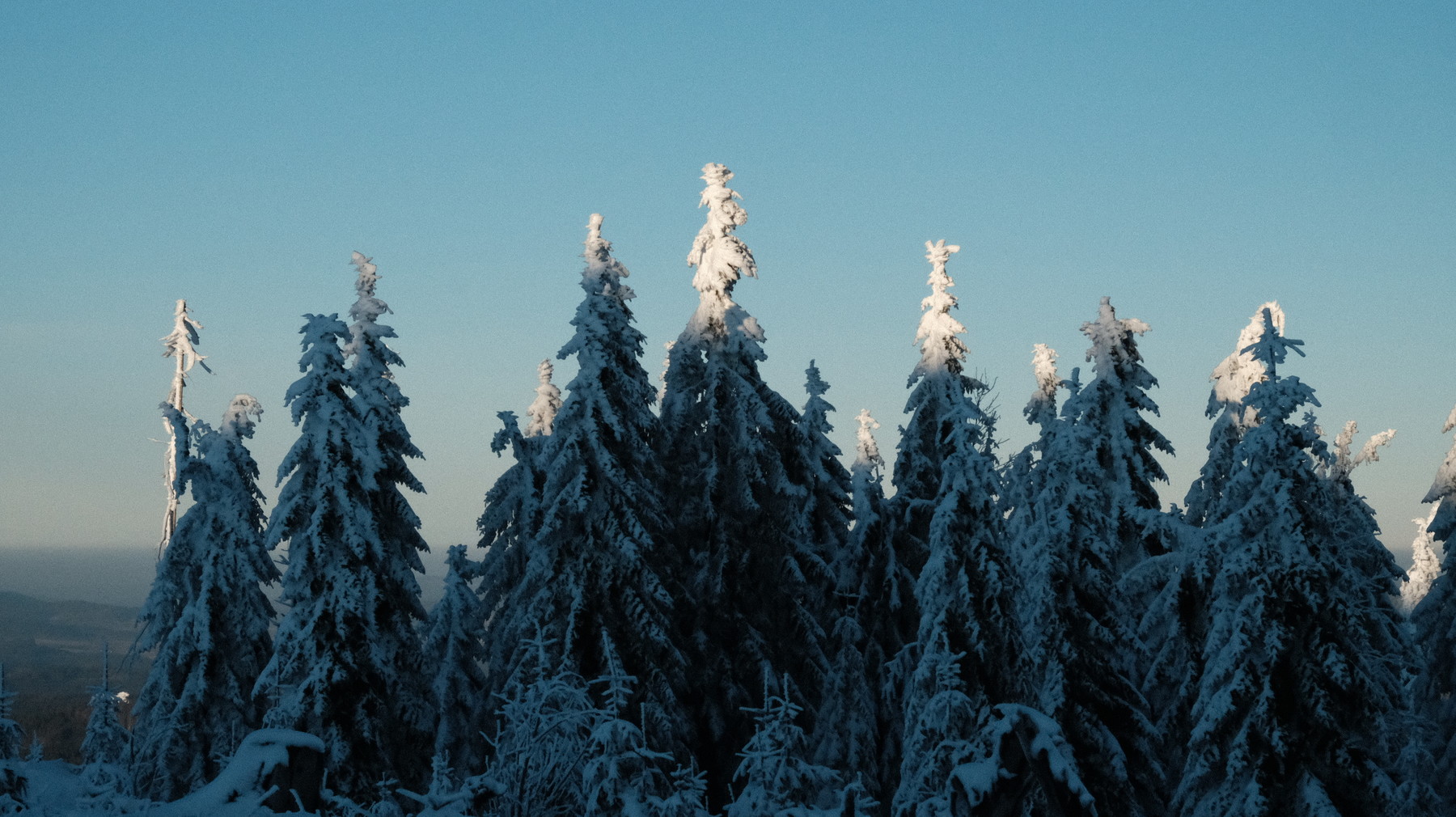 ArtStation - Destroyed Winter Forest | Resources