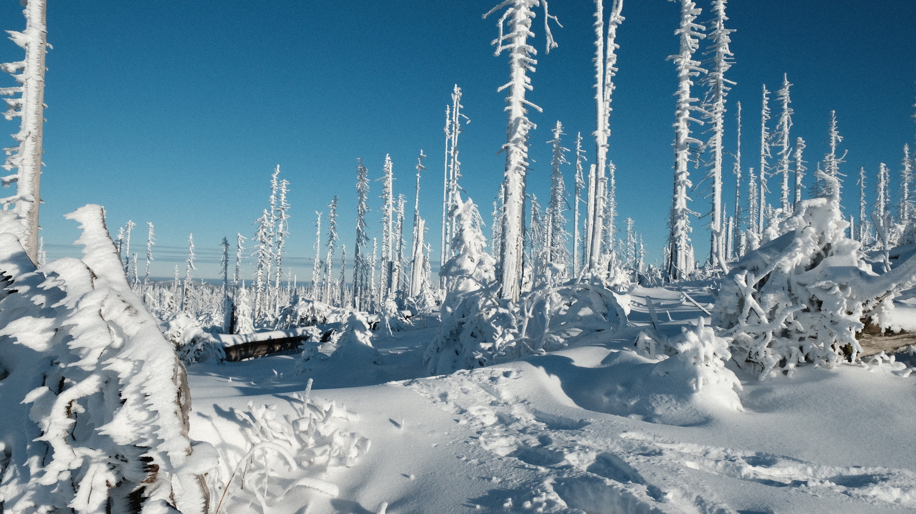 ArtStation - Destroyed Winter Forest | Resources