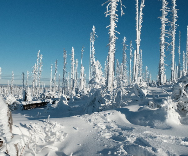 ArtStation - Destroyed Winter Forest | Resources