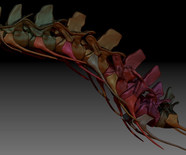 ArtStation - Spinosaurus Neck Skeletons Set | Game Assets