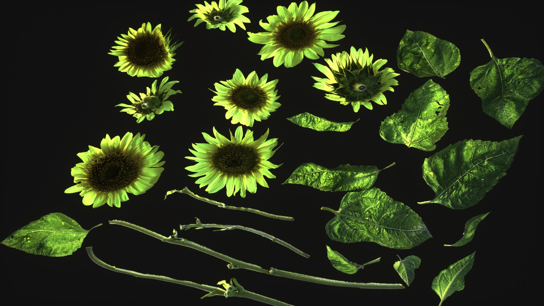 ArtStation - Free atlas textures | Photogrammetry | 32 .tif`s | Game Assets