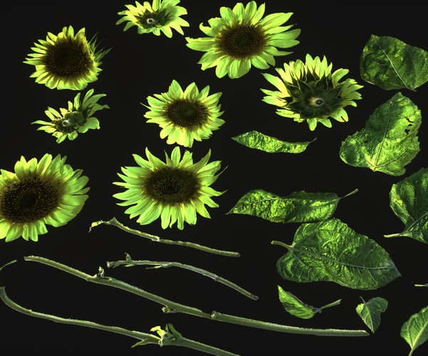 ArtStation - Free atlas textures | Photogrammetry | 32 .tif`s | Game Assets