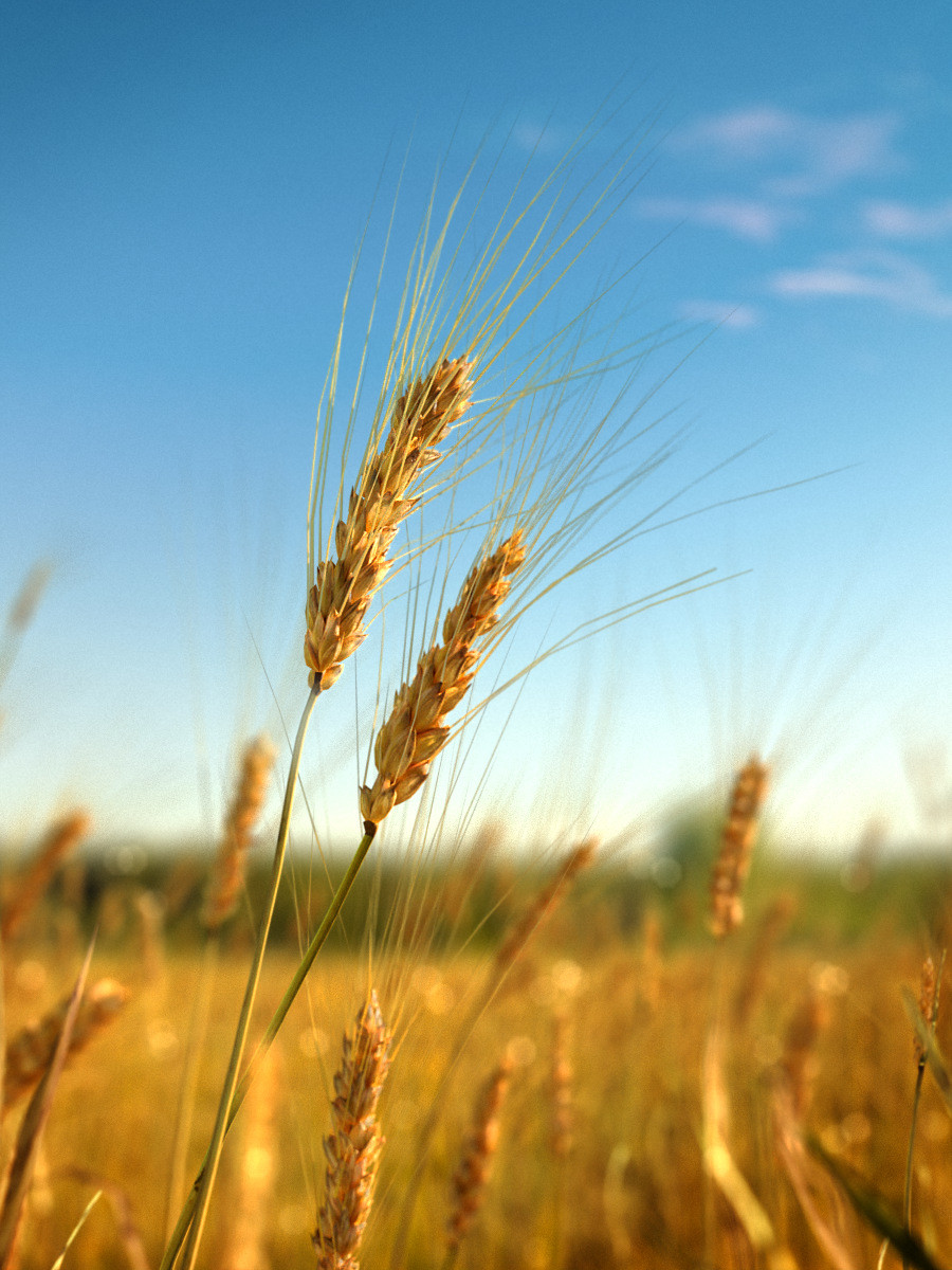 ArtStation - 3D Barley Collection vol02 | Resources