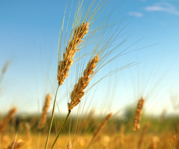 ArtStation - 3D Barley Collection vol02 | Resources