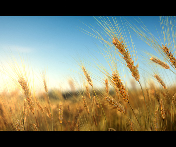 ArtStation - 3D Barley Collection vol02 | Resources