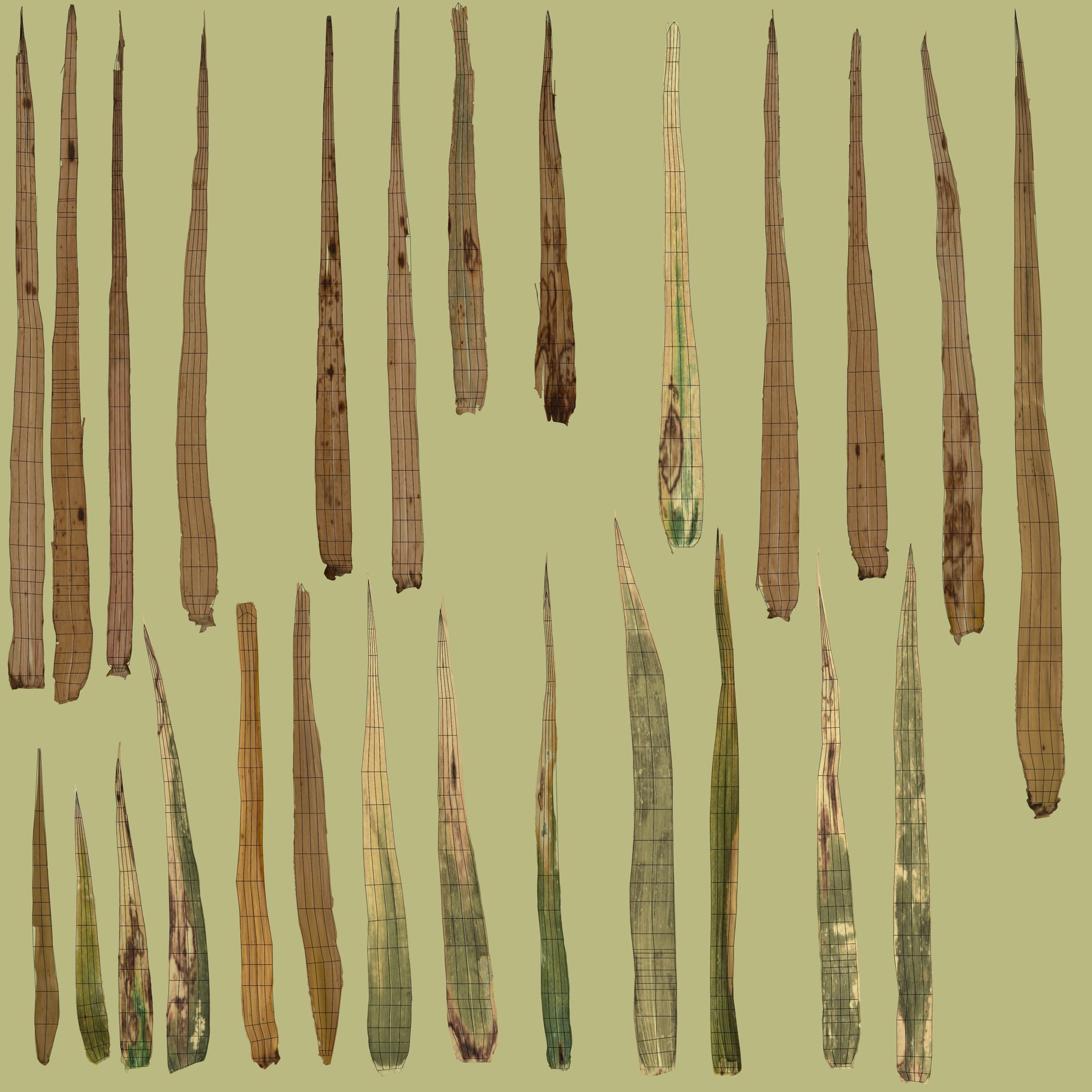 ArtStation - 3D Barley Collection vol02 | Resources