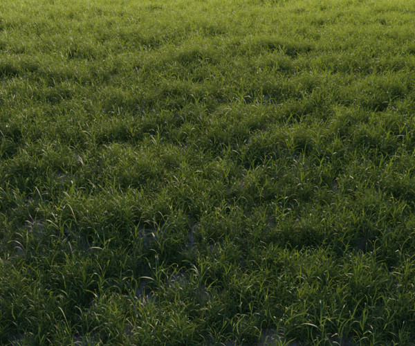 ArtStation - 3D Grass Collection vol01 | Resources