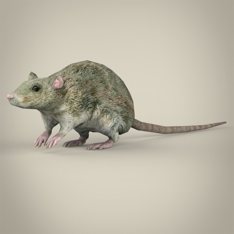 ArtStation - Low Poly Rat 3D Model | Game Assets