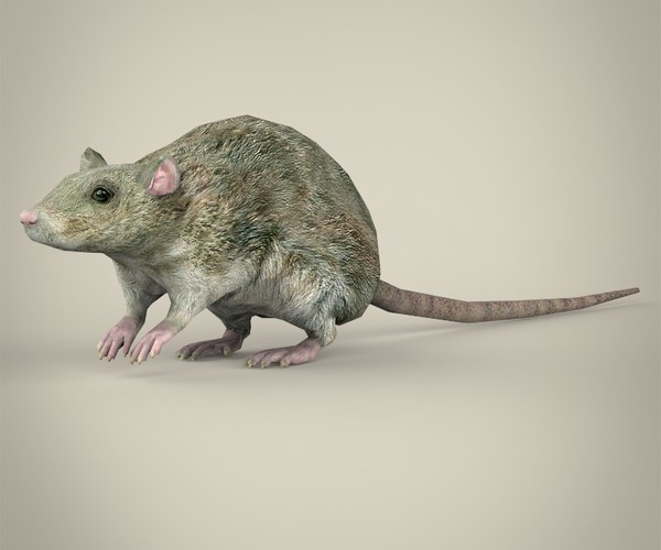 ArtStation - Low Poly Rat 3D Model | Game Assets
