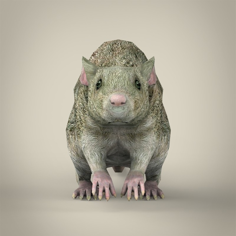 ArtStation - Low Poly Rat 3D Model | Game Assets