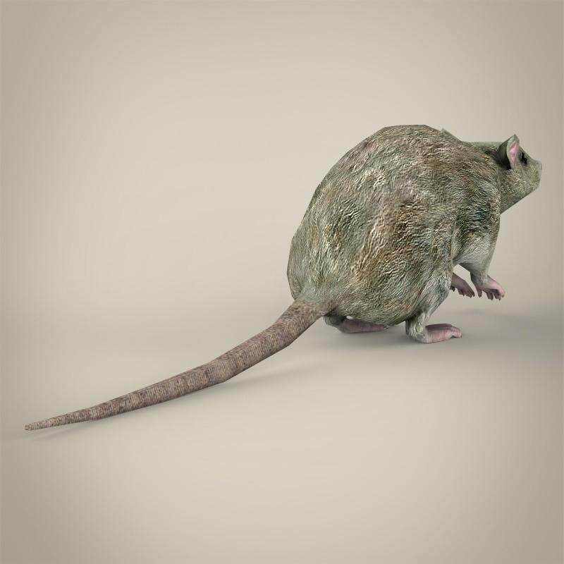 ArtStation - Low Poly Rat 3D Model | Game Assets