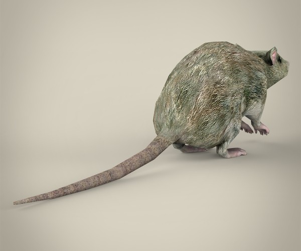 ArtStation - Low Poly Rat 3D Model | Game Assets