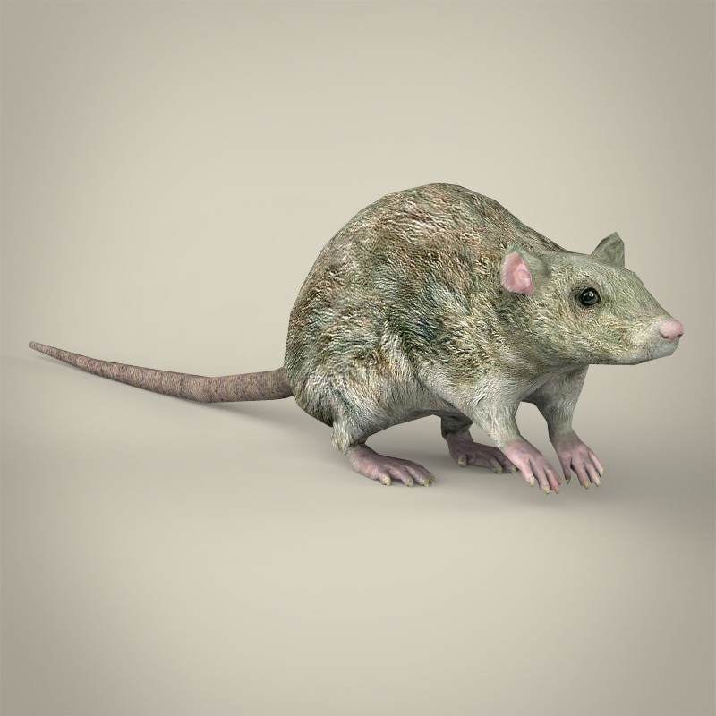 ArtStation - Low Poly Rat 3D Model | Game Assets