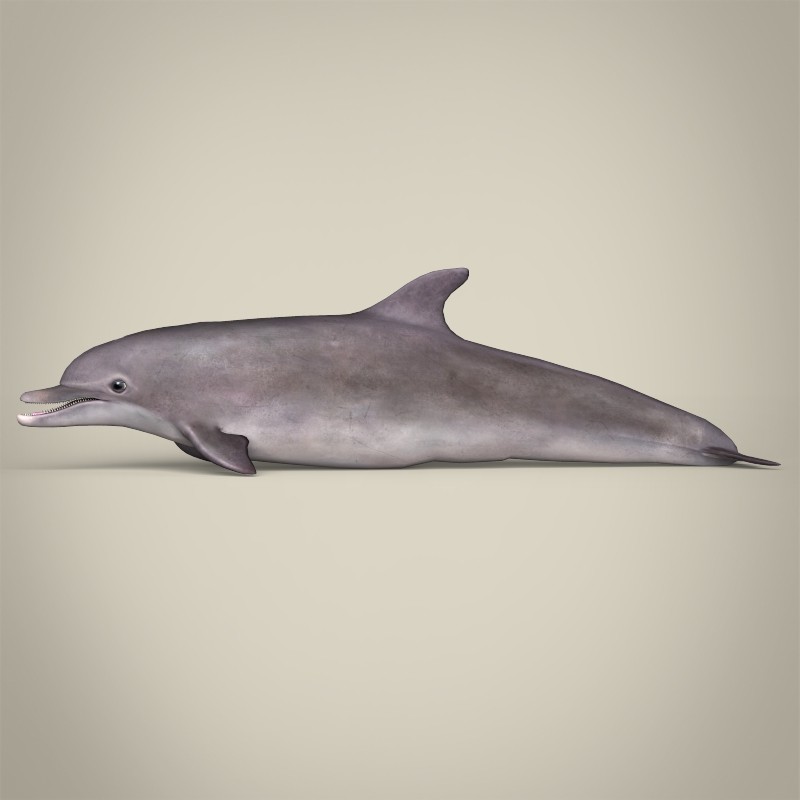 ArtStation - Low Poly Dolphin 3D Model | Game Assets