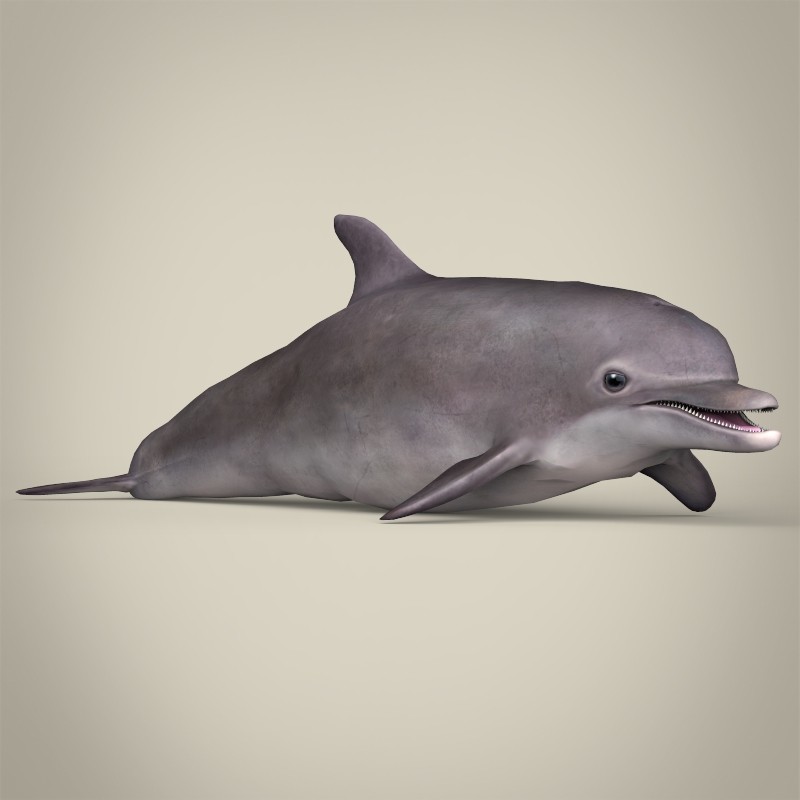 ArtStation - Low Poly Dolphin 3D Model | Game Assets