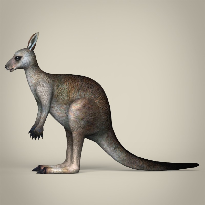 ArtStation - Low Poly Kangaroo 3D Model | Game Assets