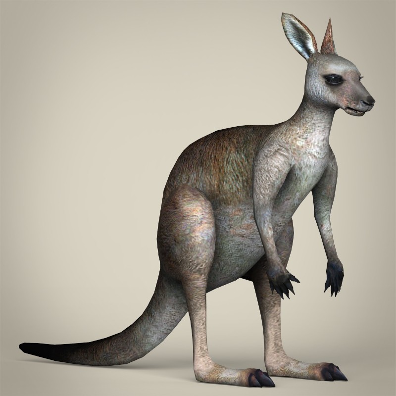 ArtStation - Low Poly Kangaroo 3D Model | Game Assets