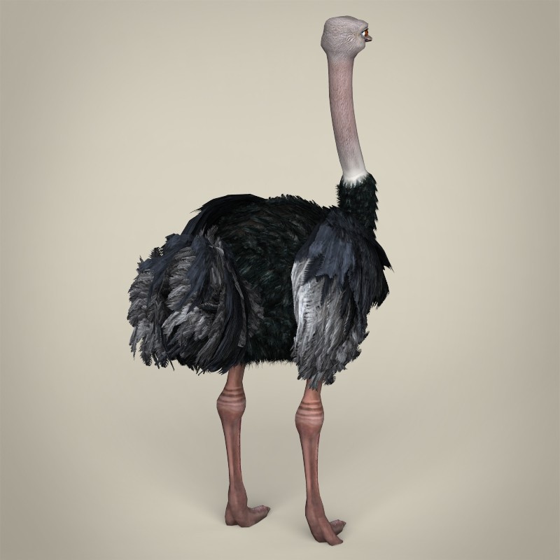 ArtStation - Low Poly Ostrich 3D Model | Game Assets