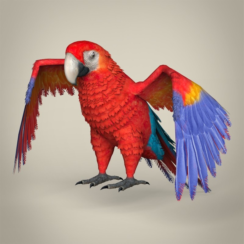 ArtStation - Low Poly Parrot 3D Model | Game Assets